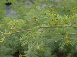 Acacia covenyi (Blue Bush)