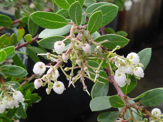 Acacia covenyi (Blue Bush)