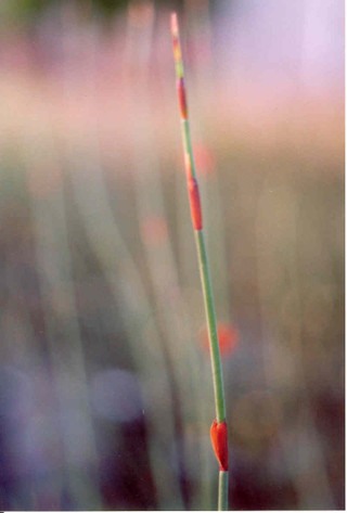 Chondropetalum elephantinum (Large Cape Rush)