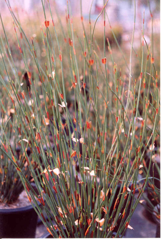 Chondropetalum elephantinum (Large Cape Rush)