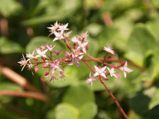 Chondropetalum elephantinum (Large Cape Rush)