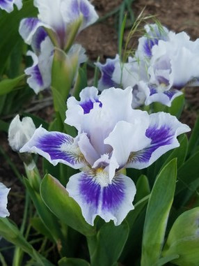 Iris g. 'Ice and Indigo' (Bearded Iris - Standard Dwarf Bluish White ...