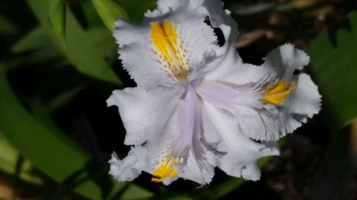 Iris x 'Nada' (Beardless Iris)