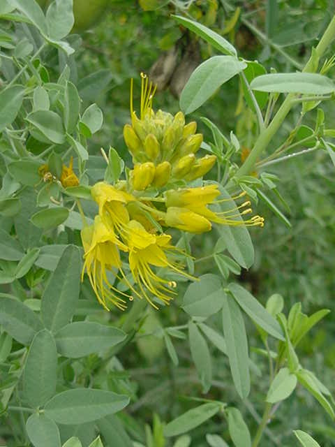 Isomeris arborea (Cleome isomeris) (Bladderpod)