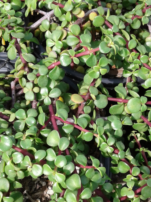 Portulacaria afra 'Prostrate Form' (Elephant Food - Prostrate Form)