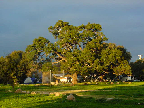 Quercus wislizenii (Interior Live Oak)