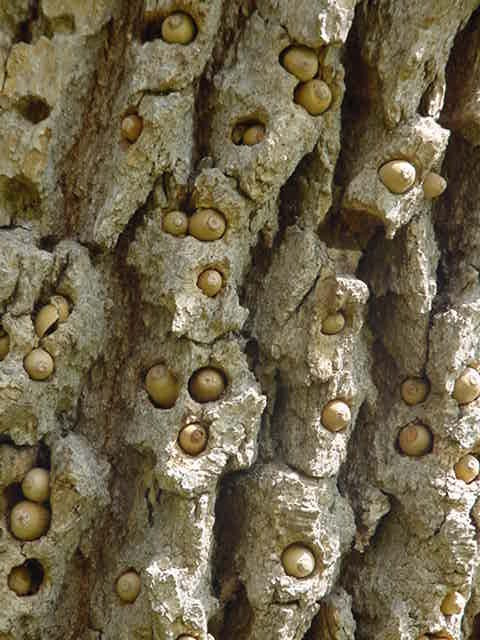Quercus wislizenii (Interior Live Oak)