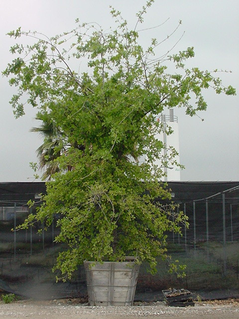 Quercus lobata (Valley Oak)