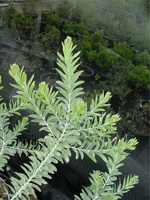 Acacia covenyi (Blue Bush)