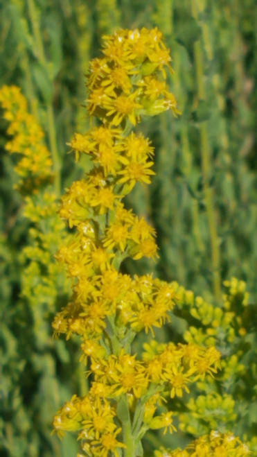 Solidago californica (California Goldenrod)