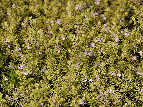 Westringia 'Wynyabbie Highlight' (Australian Rosemary - Bush Variegated)