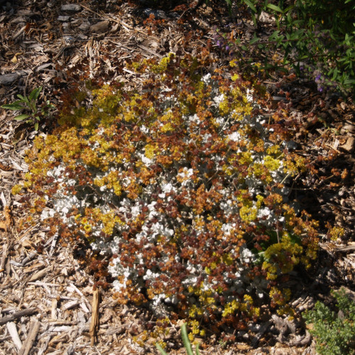 Eriogonum crocatum (Conejo Buckwheat)
