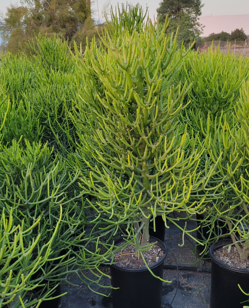 Euphorbia tirucalli (Pencil Tree)