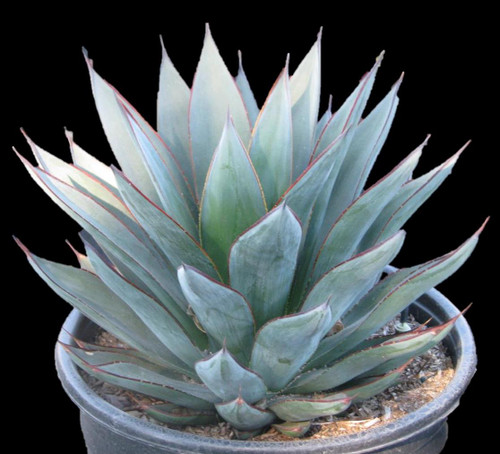 Agave 'Blue Glow' (Blue Glow Agave)