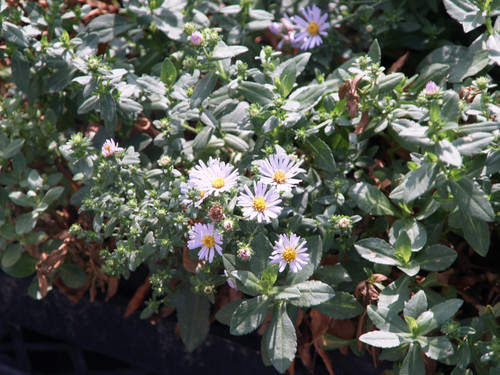 Aster chilensis 'Pt. St. George' (Symphyotrichum) (California Aster)