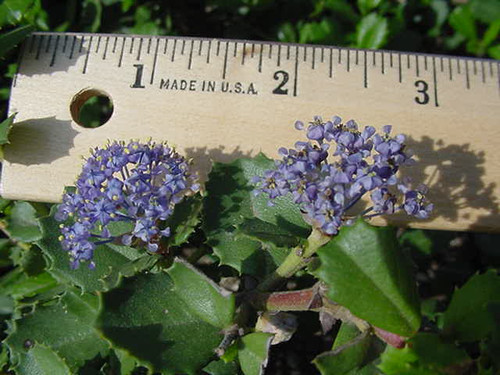 Ceanothus gloriosus (Point Reyes Creeper)