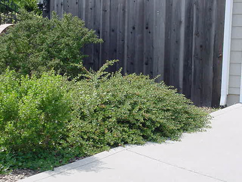Ceanothus gloriosus (Point Reyes Creeper)