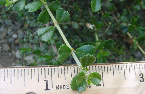 Ceanothus rigidus 'Snowball' (Wild Lilac Selection)