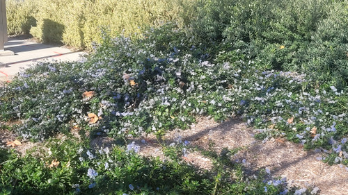 Ceanothus griseus v. horiz. 'Yankee Point' (Wild Lilac Selection)
