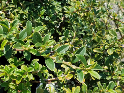 Cotoneaster dammeri 'Lowfast' (Bearberry Cotoneaster Selection)