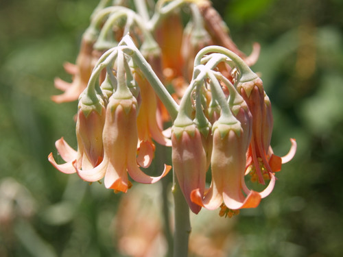 Cotyledon orbiculata var. oblonga (Finger Aloe)