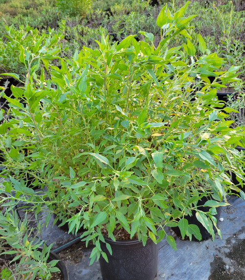 Encelia californica (Coast Sunflower)