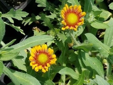 Gaillardia grandiflora 'Arizona Sun' (Blanket Flower Selection)
