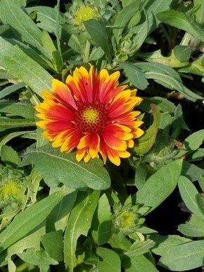 Gaillardia grandiflora 'Arizona Sun' (Blanket Flower Selection)