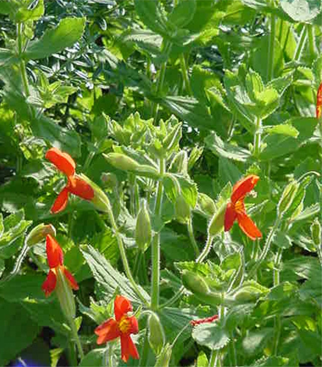 Mimulus cardinalis (Scarlet Monkeyflower)