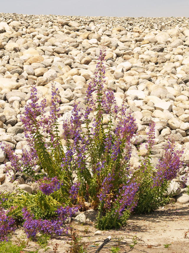 Penstemon spectabilis (Showy Penstemon)