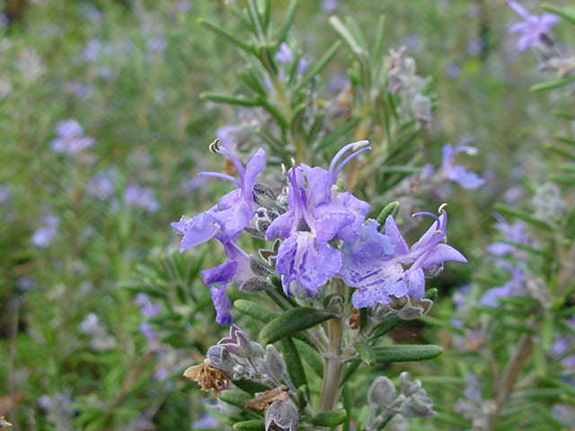 Rosmarinus officinalis 'Blue Spires' (Upright Rosemary Selection)