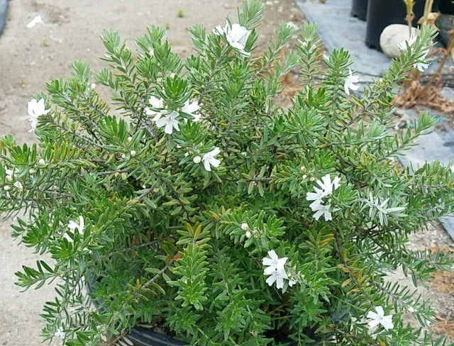 Westringia fruticosa 'Mundi' PPAF (Coast Rosemary Selection)