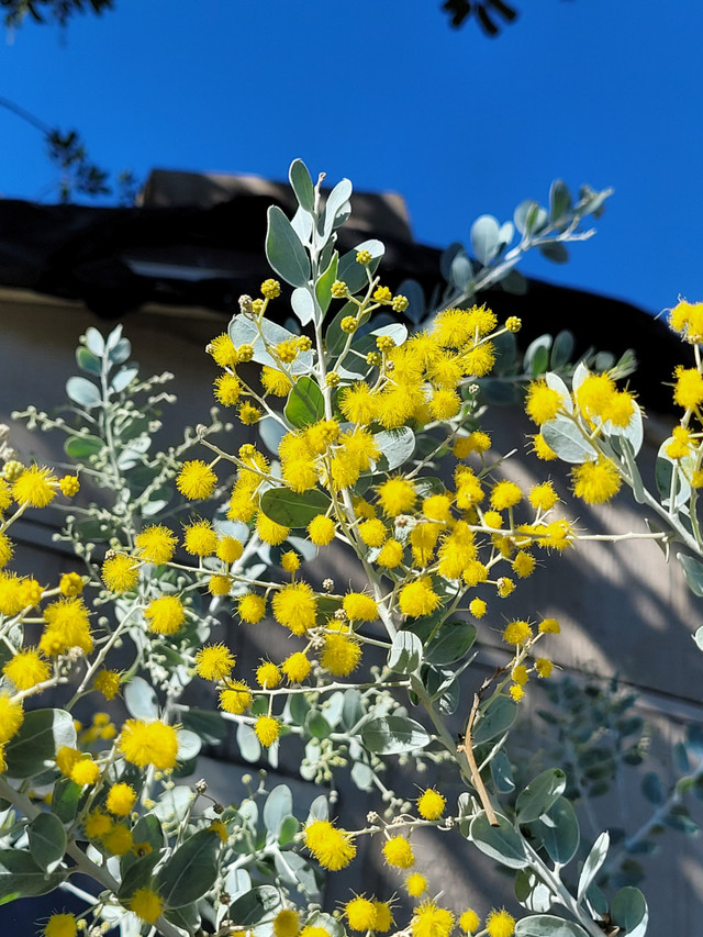 Acacia covenyi (Blue Bush)