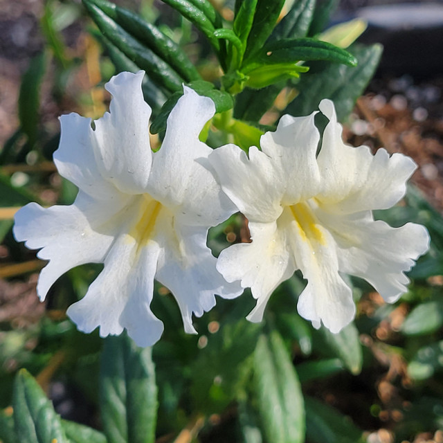 Mimulus bifidus 'White' 1g - El Nativo Growers