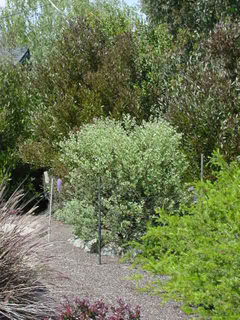 Arctostaphylos 'Lester Rowntree' (Manzanita Hybrid)