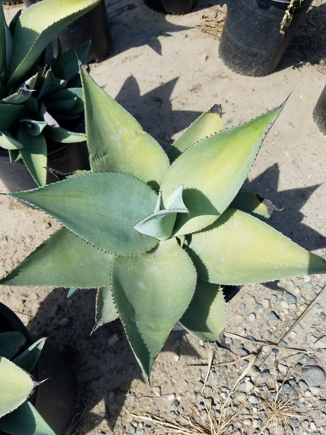 Agave parryi var. truncata (Artichoke Agave)