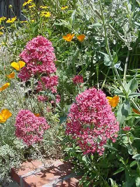 Centranthus ruber (Red Valerian)
