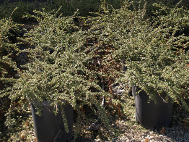 Cotoneaster dammeri 'Lowfast' (Bearberry Cotoneaster Selection)