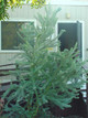 Acacia covenyi (Blue Bush)
