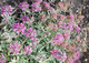 Teucrium majoricum (Fruity Germander)