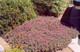 Teucrium majoricum (Fruity Germander)