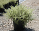 Westringia fruticosa ‘Morning Light’ (Variegated Australian Rosemary)