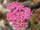 Achillea millefolium (Common Yarrow - White)