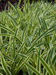 Agapanthus 'Tinkerbell' (Dwarf Variegated Agapanthus)