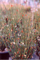 Chondropetalum elephantinum (Large Cape Rush)