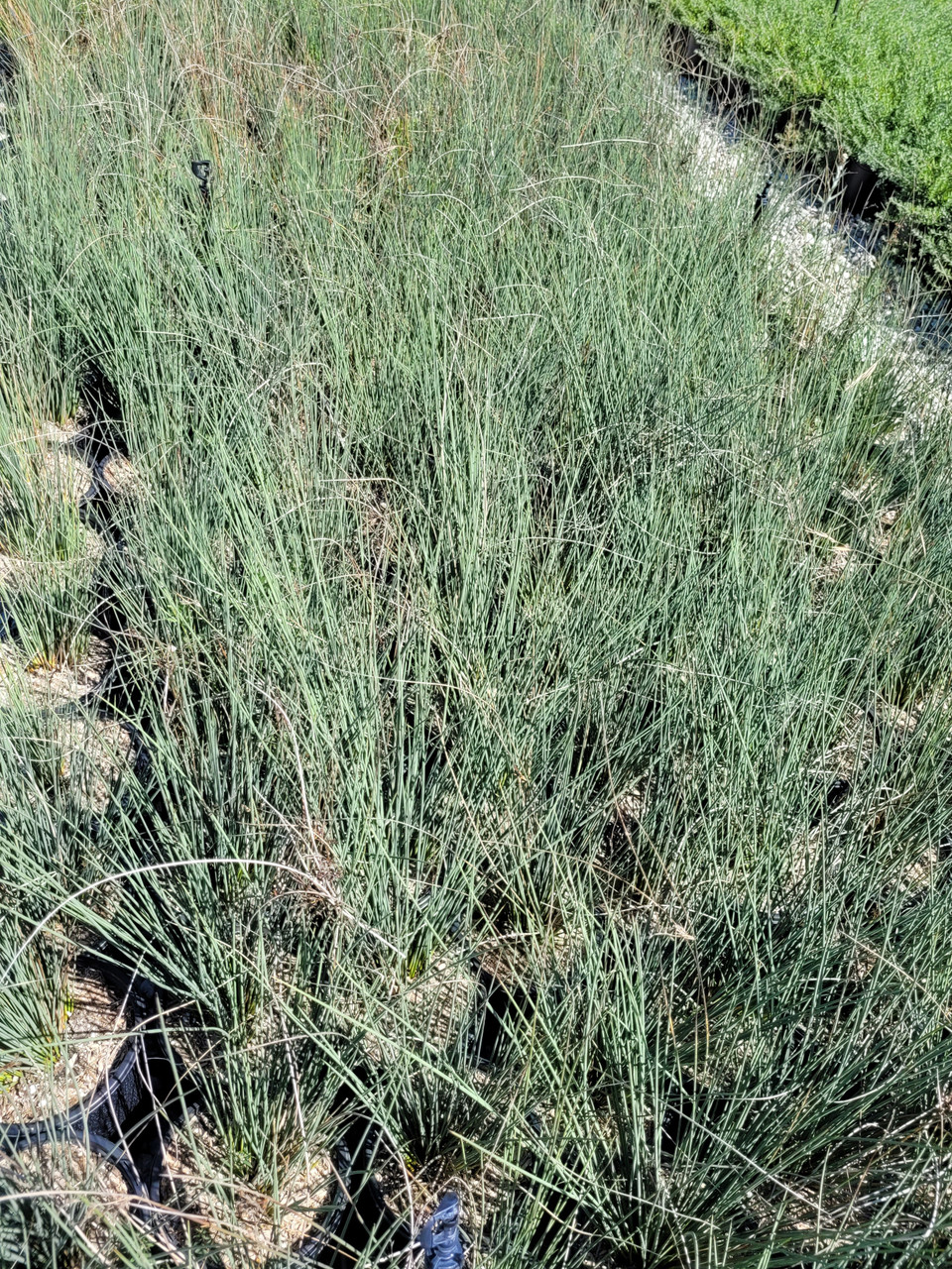 Juncus patens 'Elk’s Blue' (California Grey Rush Selection)