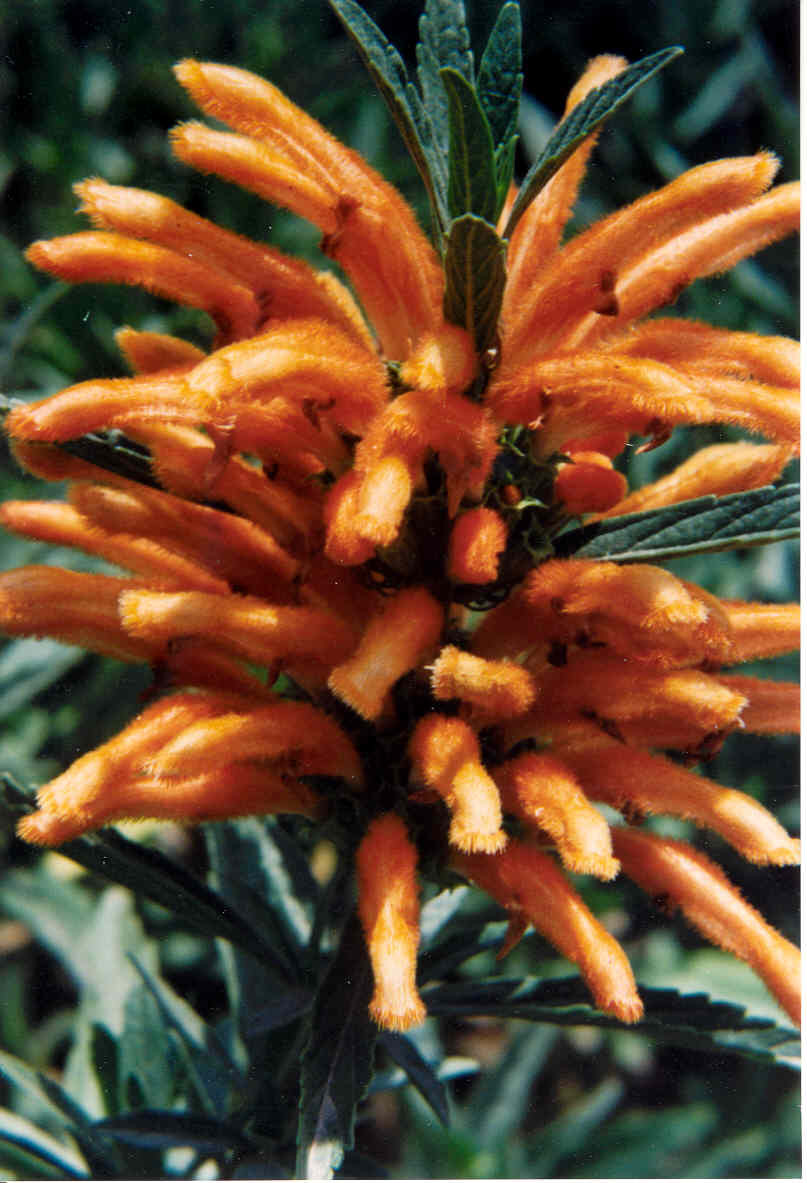 Leonotis leonurus (Lion’s Tail)