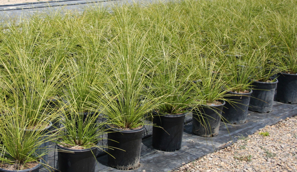 Lomandra longifolia 'Katrinus Deluxe' PP (19,262) (Mat Rush Hybrid)