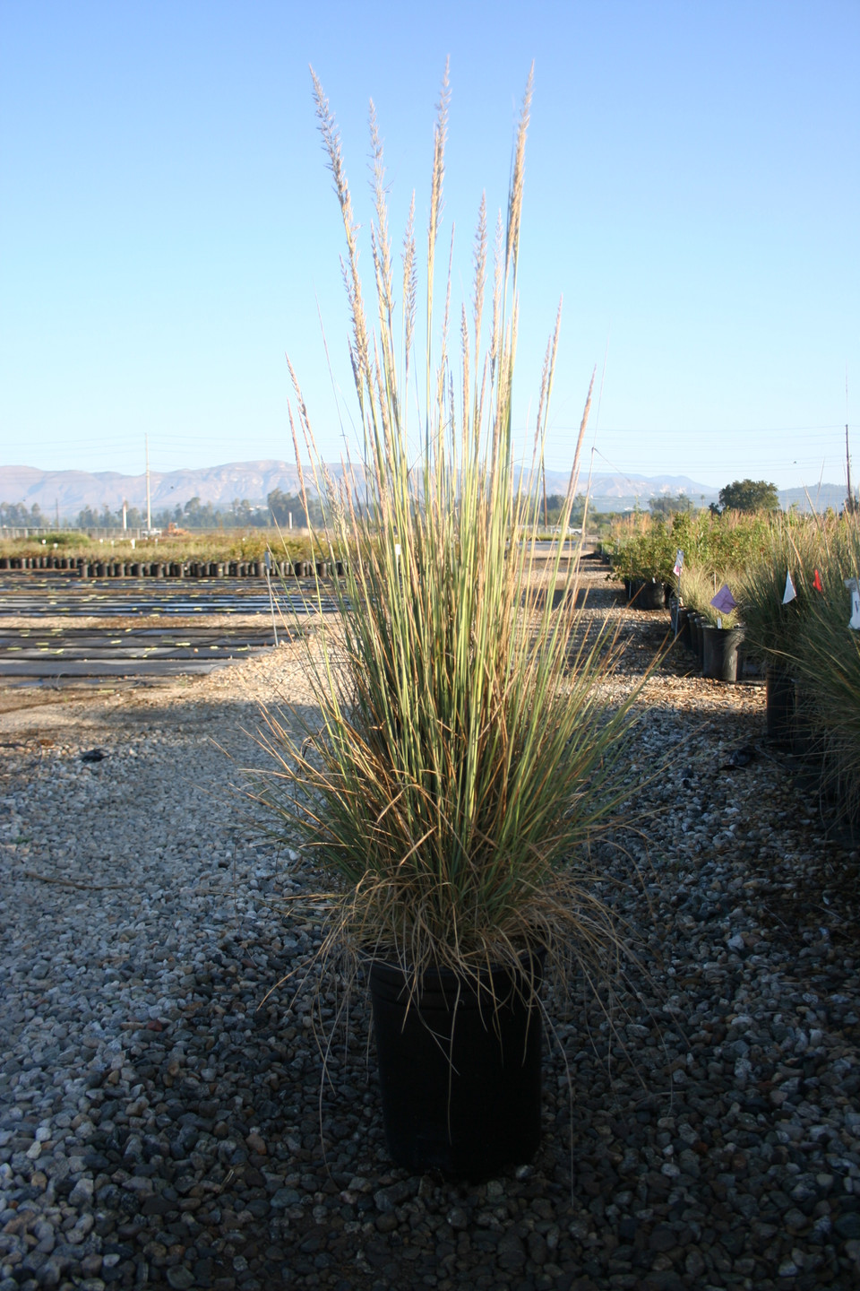 Muhlenbergia e. 'El Toro' TM (Bull Grass)