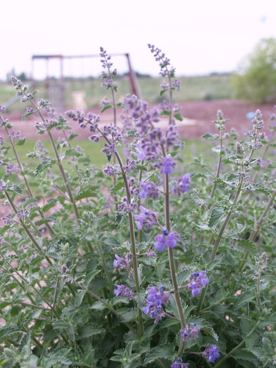 Nepeta f. 'Blue Wonder' (Catmint Selection)
